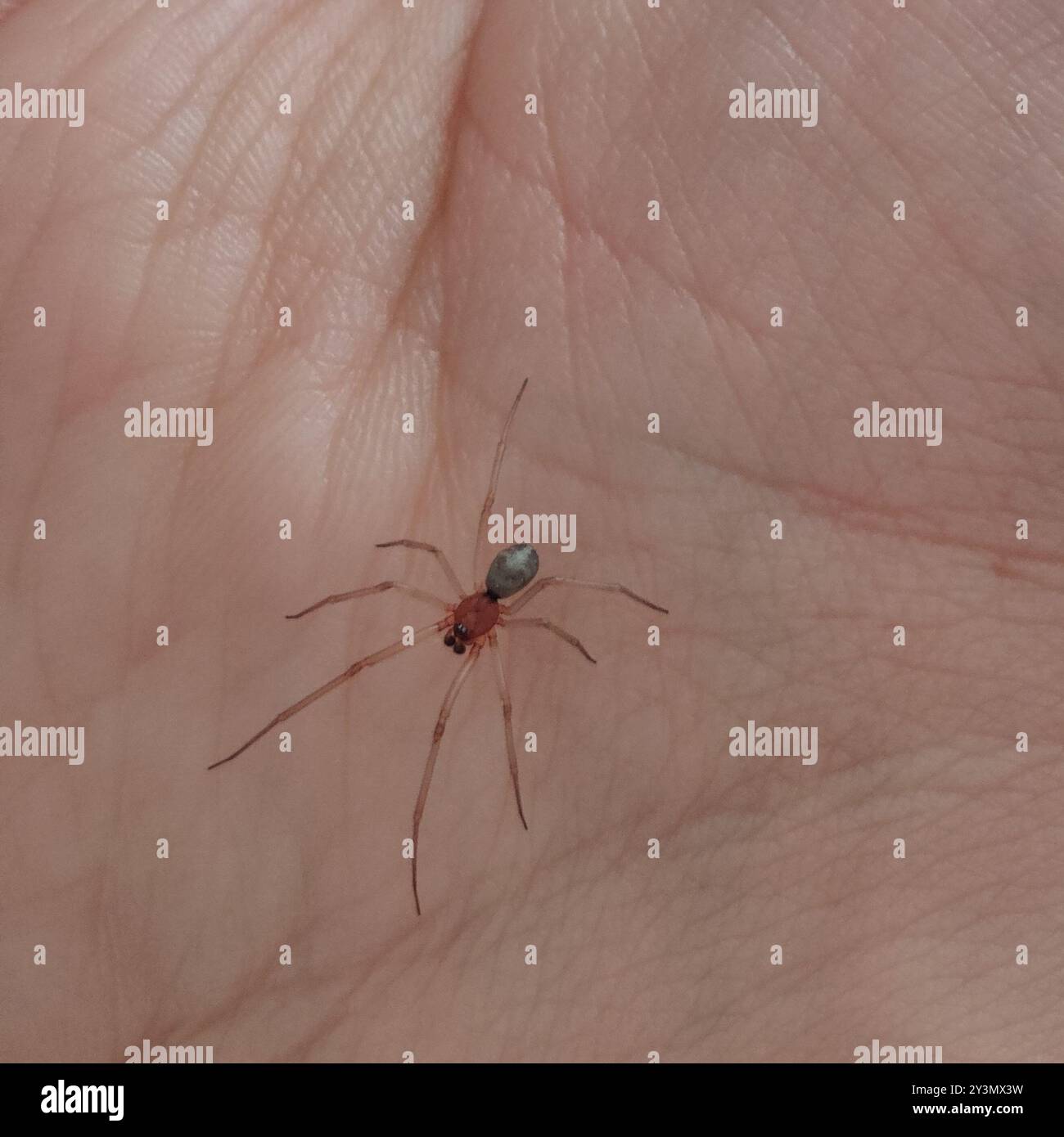 Comb-footed Spiders (Theridiidae) Arachnida Stock Photo - Alamy