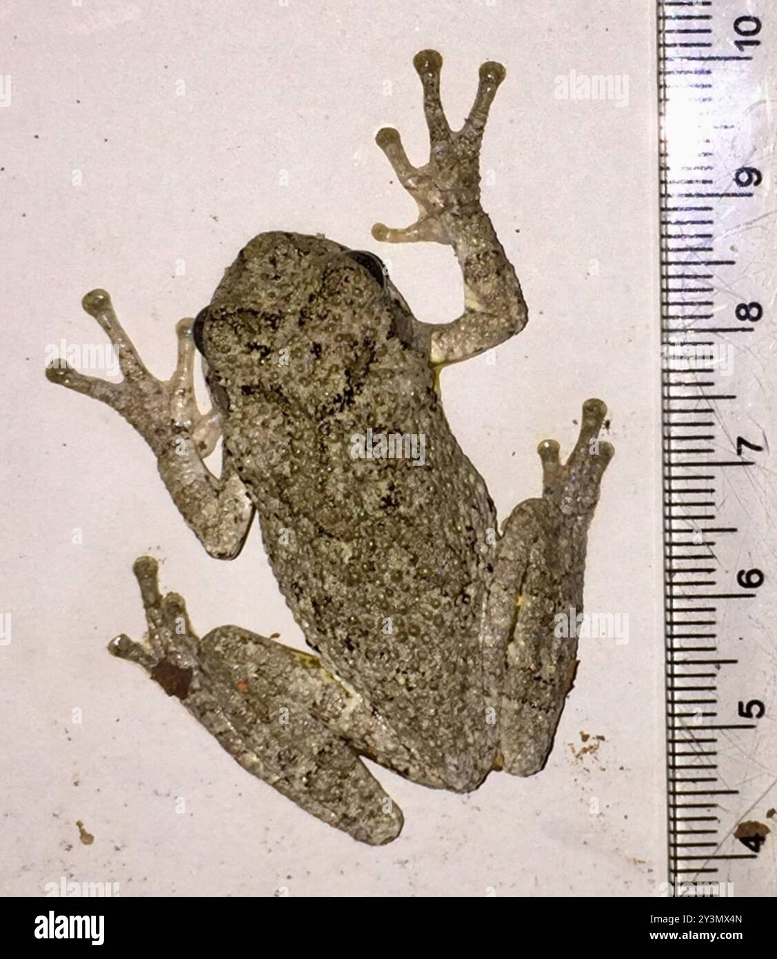 Cope's Gray Treefrog (Hyla chrysoscelis) Amphibia Stock Photo - Alamy