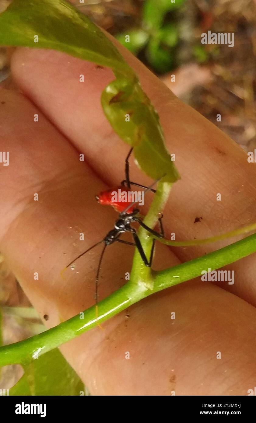 North American Wheel Bug (Arilus cristatus) Insecta Stock Photo - Alamy