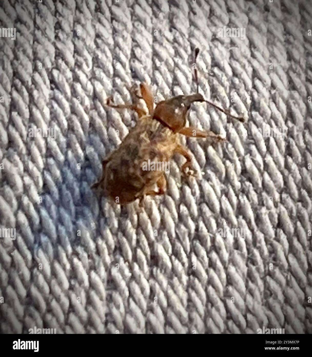 Willow Weevils (Dorytomus) Insecta Stock Photo - Alamy