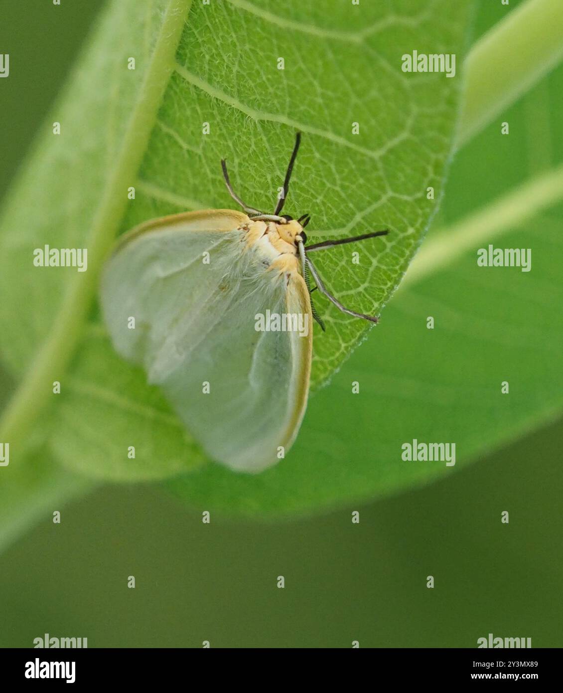 Delicate Cycnia Moth (Cycnia tenera) Insecta Stock Photo - Alamy