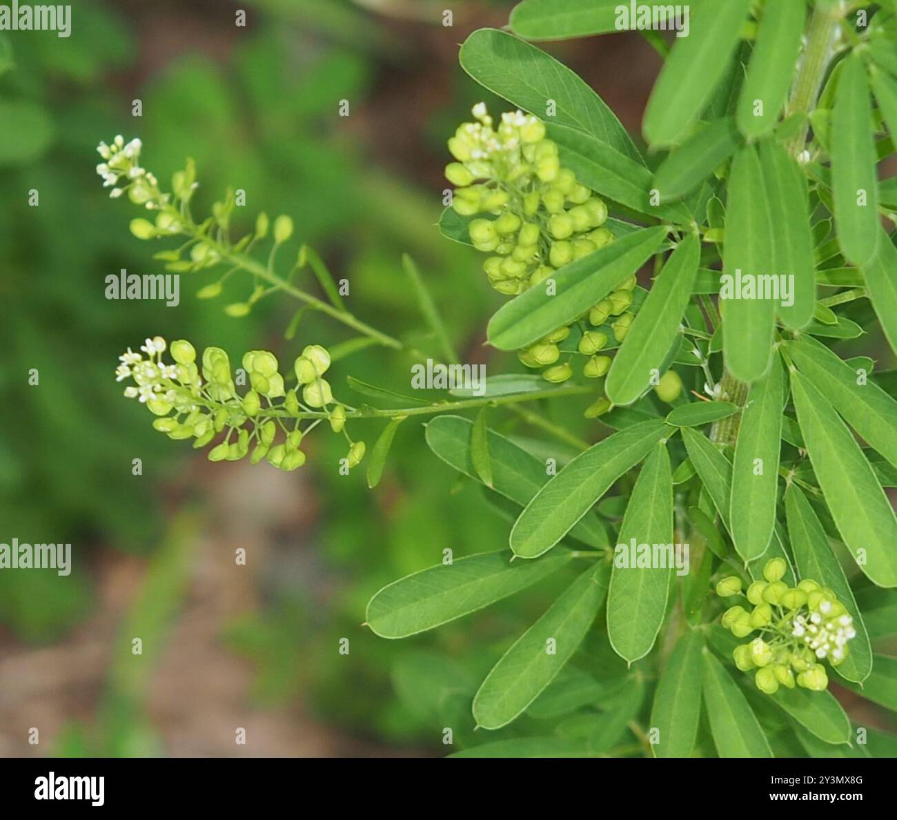 Virginia pepperweed (Lepidium virginicum) Plantae Stock Photo - Alamy