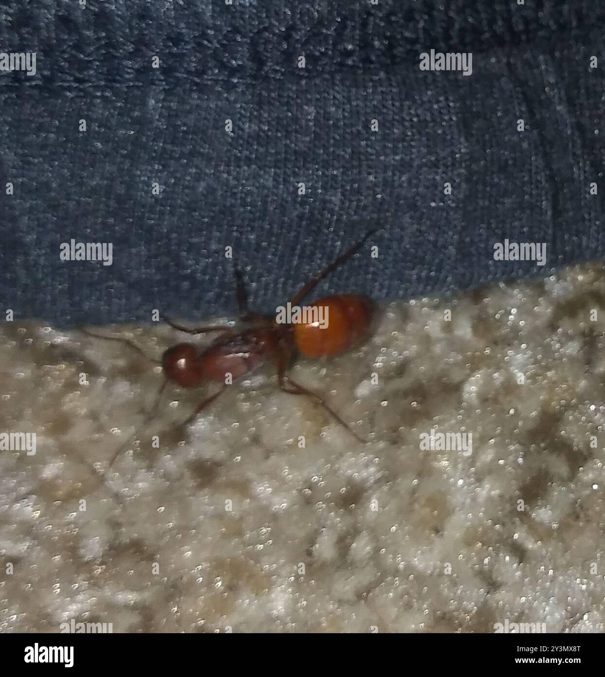 Chestnut Carpenter Ant (Camponotus castaneus) Insecta Stock Photo - Alamy