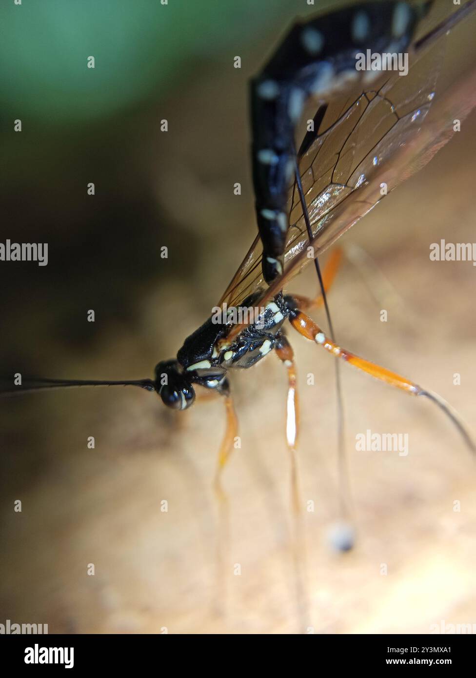 Sabre Wasp (Rhyssa persuasoria) Insecta Stock Photo - Alamy