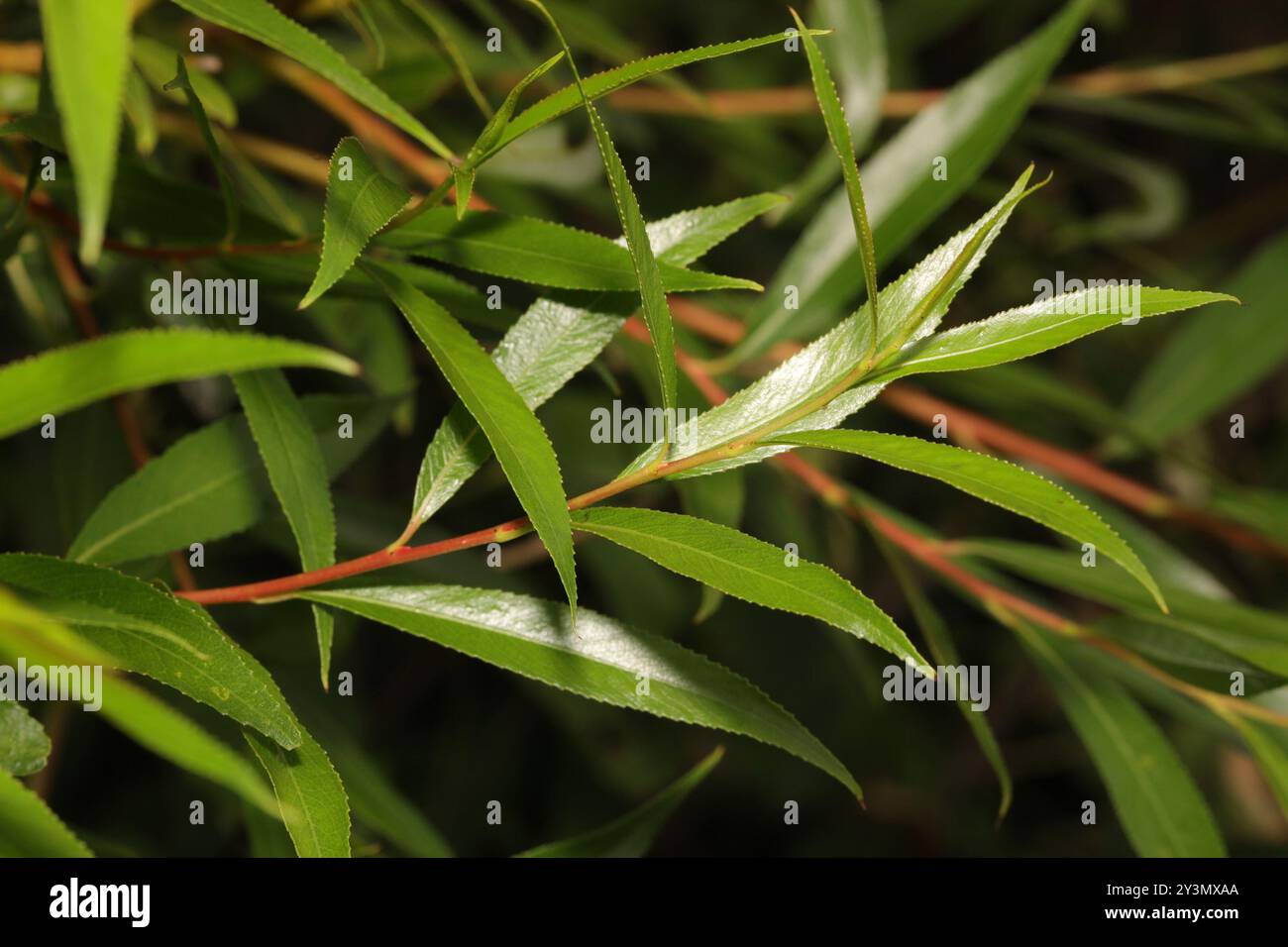 hybrid crack willow (Salix × fragilis) Plantae Stock Photo - Alamy