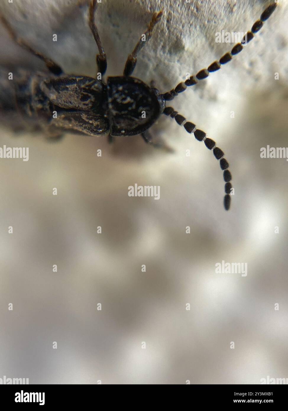 Lesser Black Glow-worm (Phosphaenus hemipterus) Insecta Stock Photo - Alamy