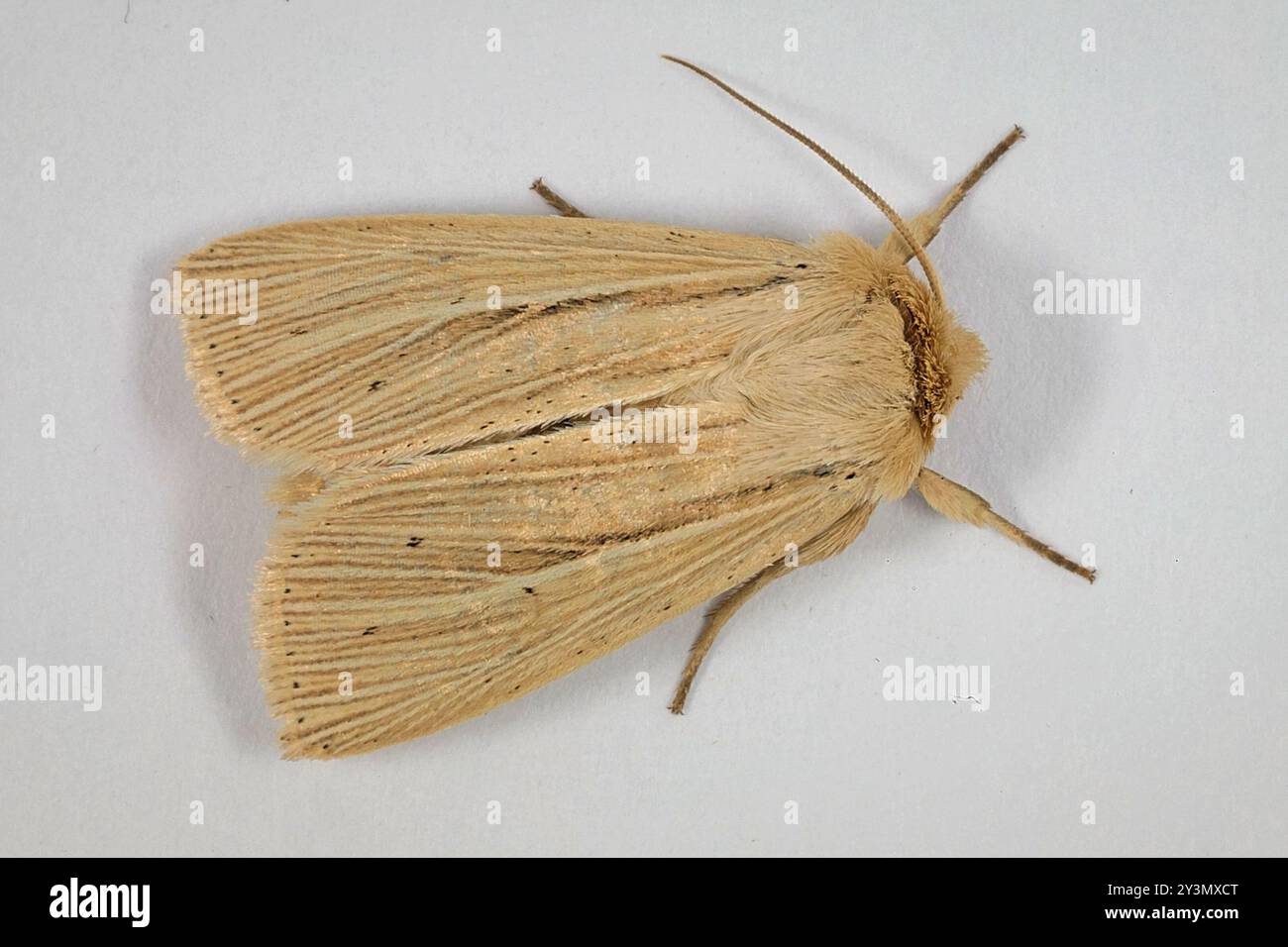 Common Wainscot (Mythimna pallens) Insecta Stock Photo - Alamy