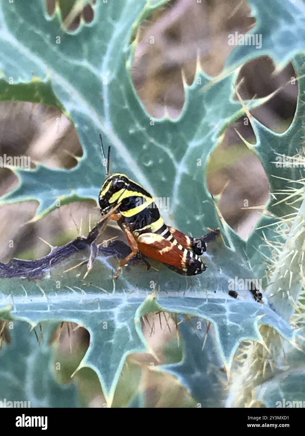 Aztec Spur-throated Grasshopper (Aidemona azteca) Insecta Stock Photo ...