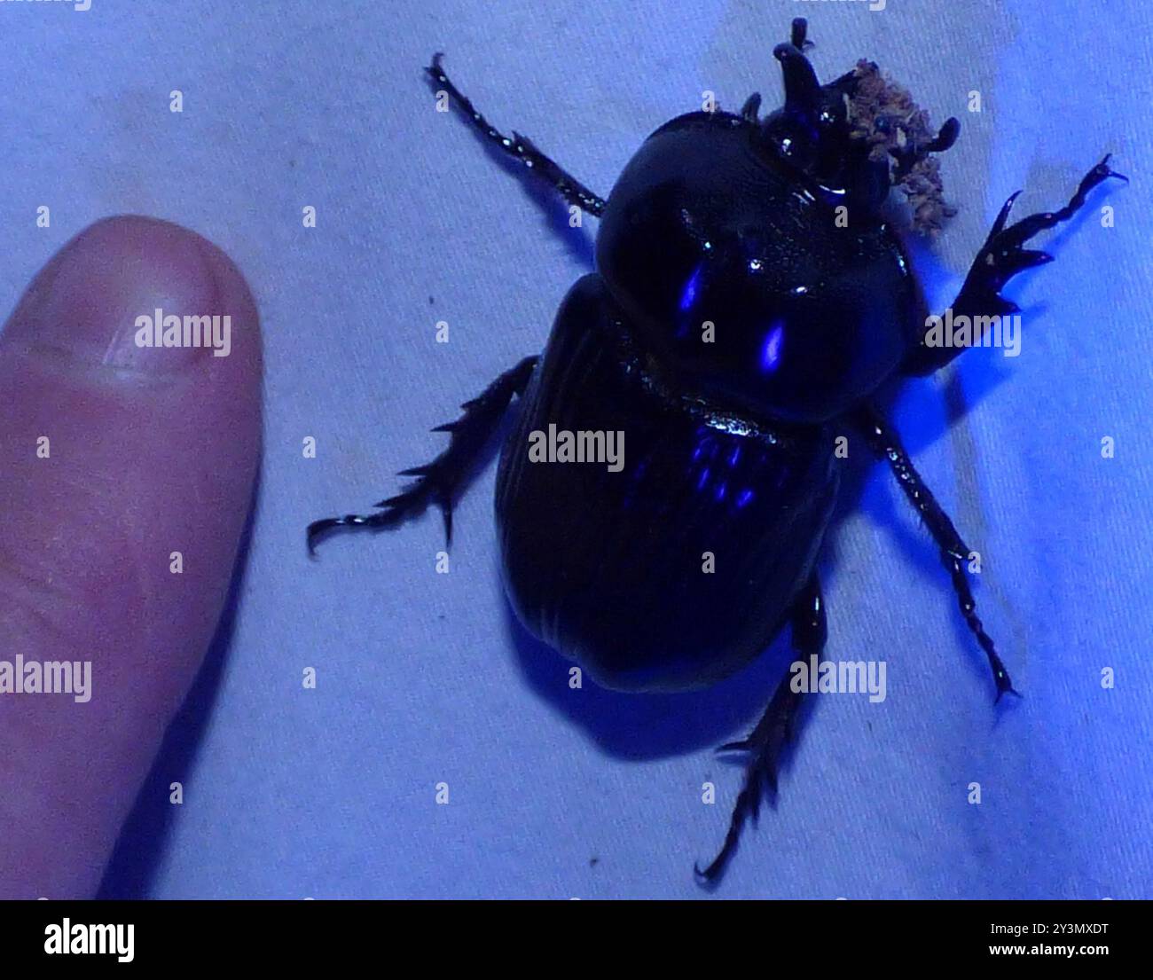 Triceratops Beetle (Phileurus truncatus) Insecta Stock Photo - Alamy