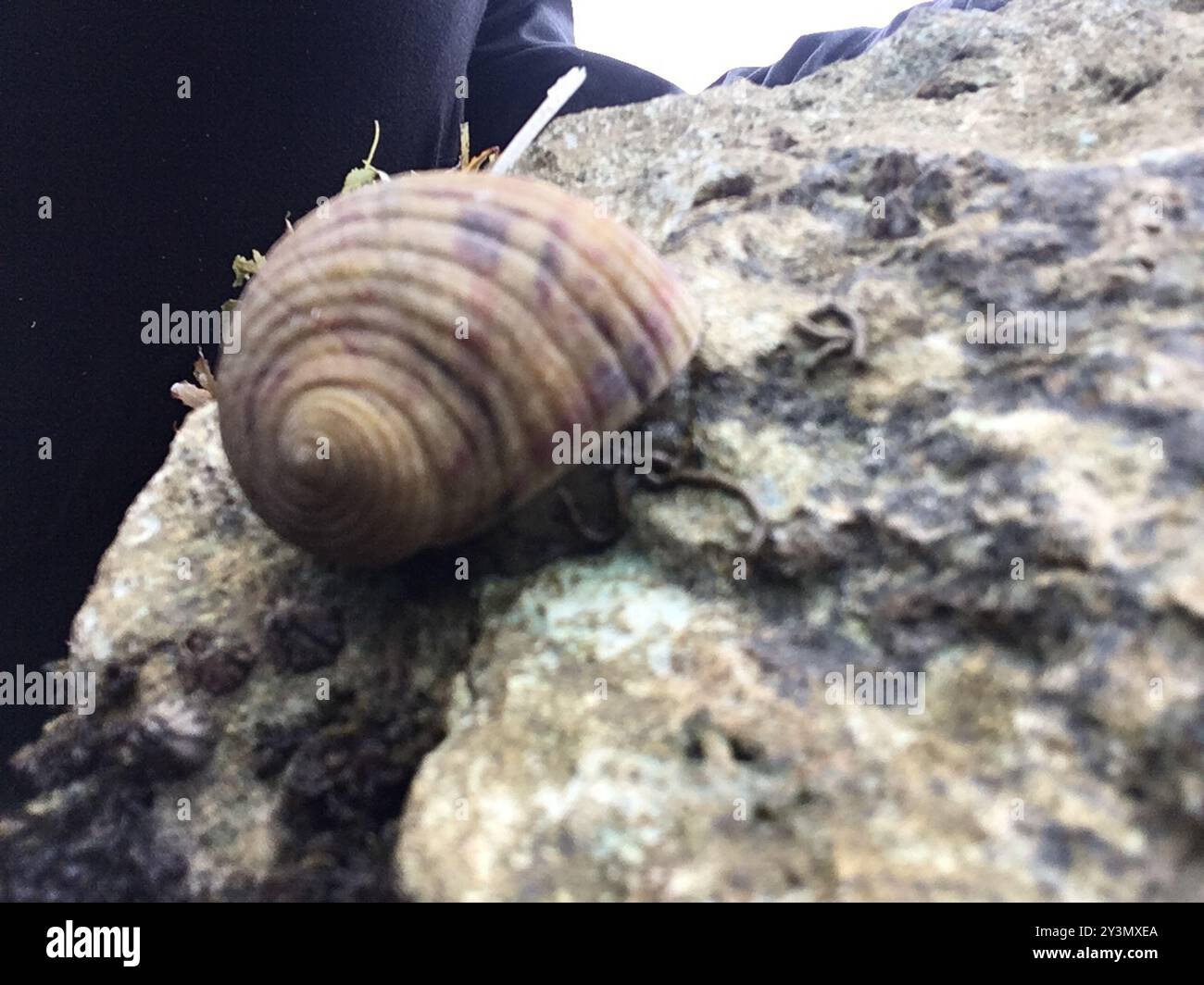 Bleeding tooth nerita hi-res stock photography and images - Alamy