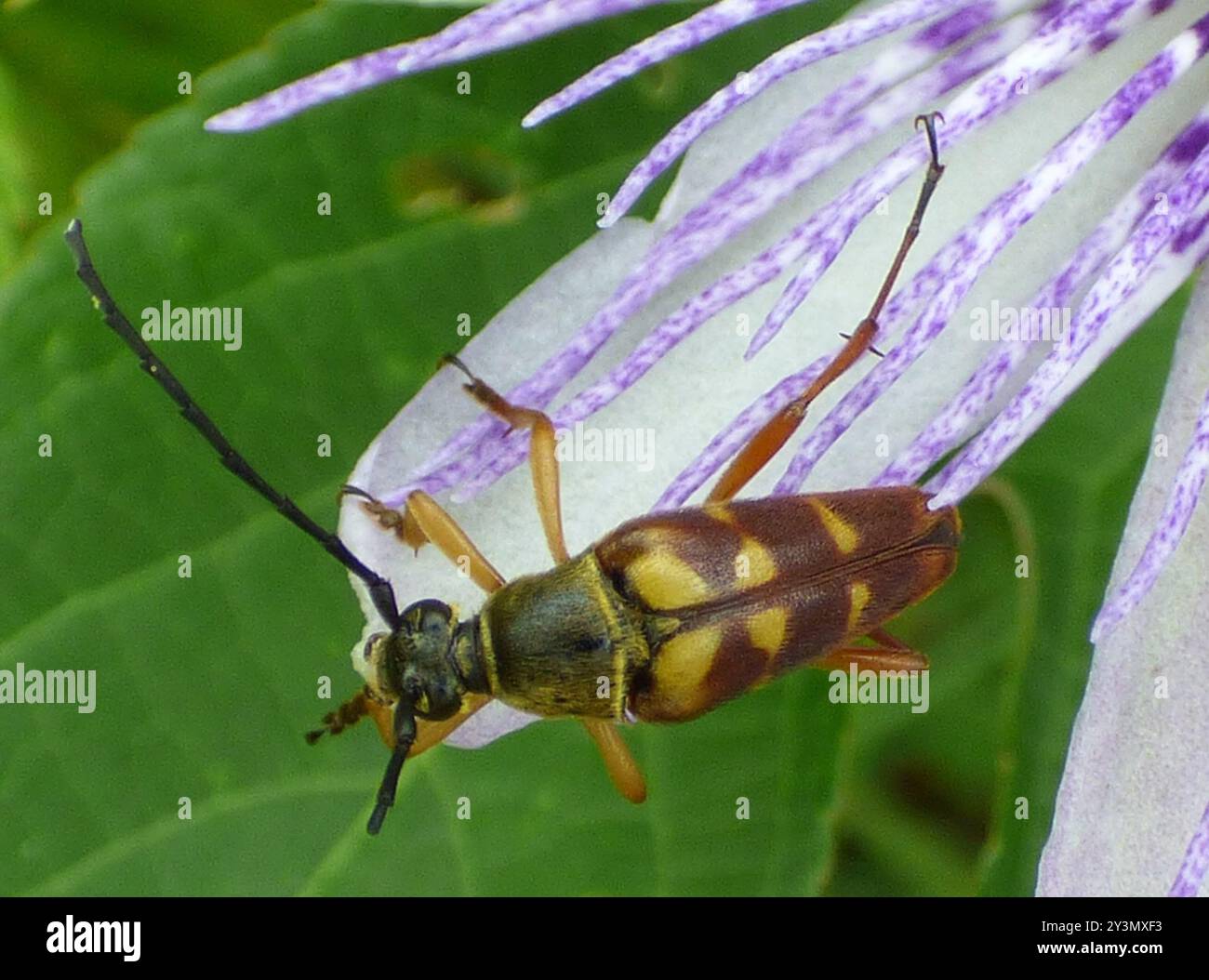 Banded Longhorn Beetle (Typocerus velutinus) Insecta Stock Photo - Alamy