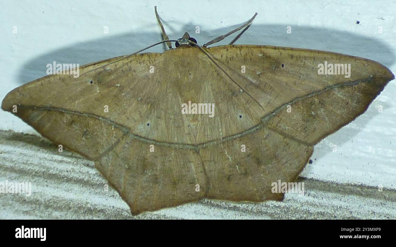 Large Maple Spanworm Moth (Prochoerodes lineola) Insecta Stock Photo ...