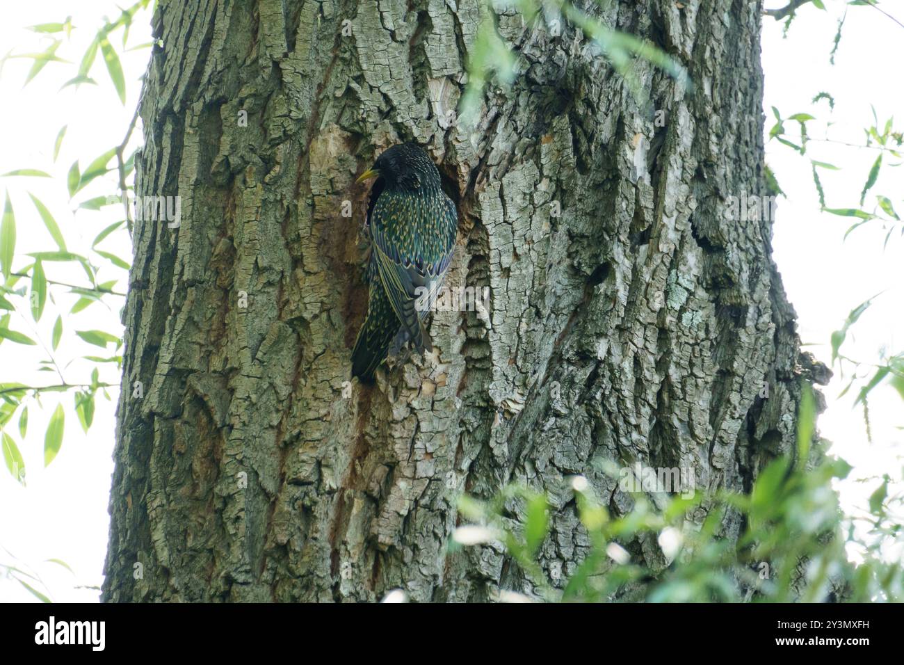 starling sitting next to its nest in a big tree Stock Photo - Alamy