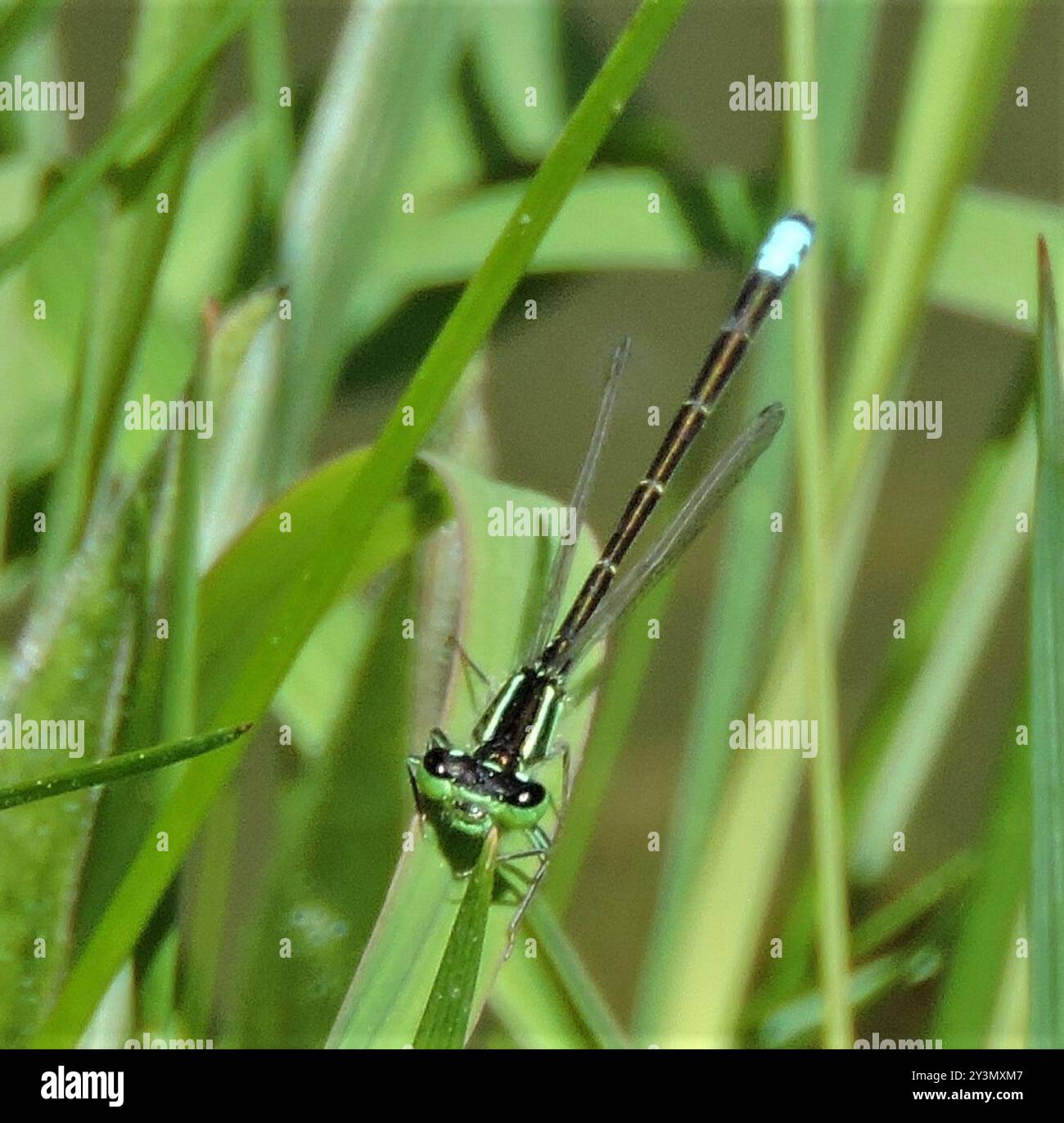 Eastern Forktail (Ischnura verticalis) Insecta Stock Photo - Alamy