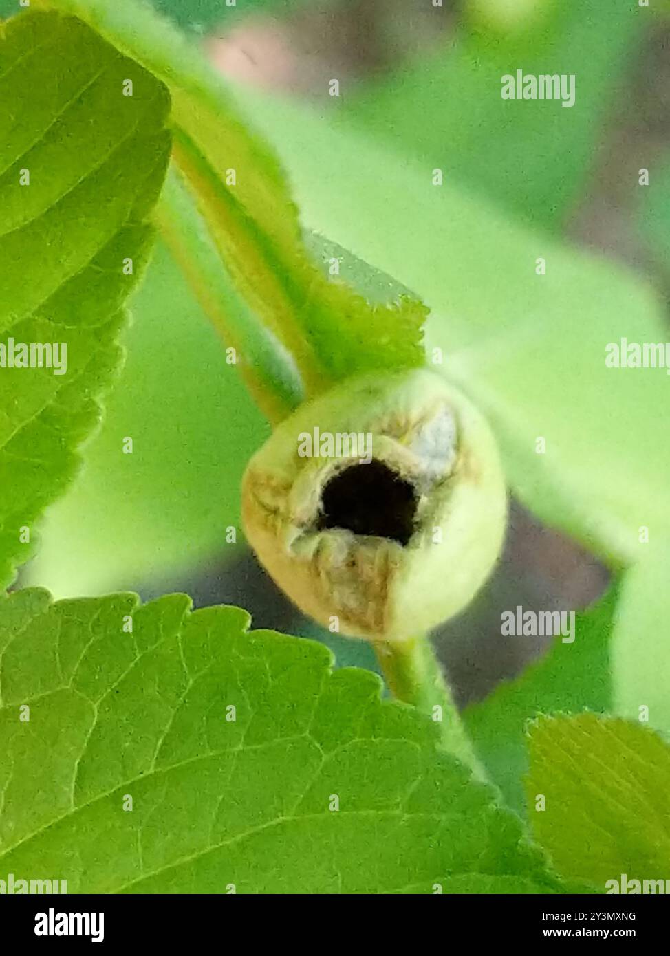 (Phylloxera caryaemagna) Insecta Stock Photo - Alamy