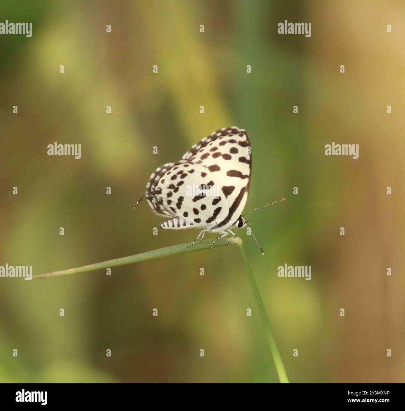 Common Pierrot (Castalius rosimon) Insecta Stock Photo - Alamy