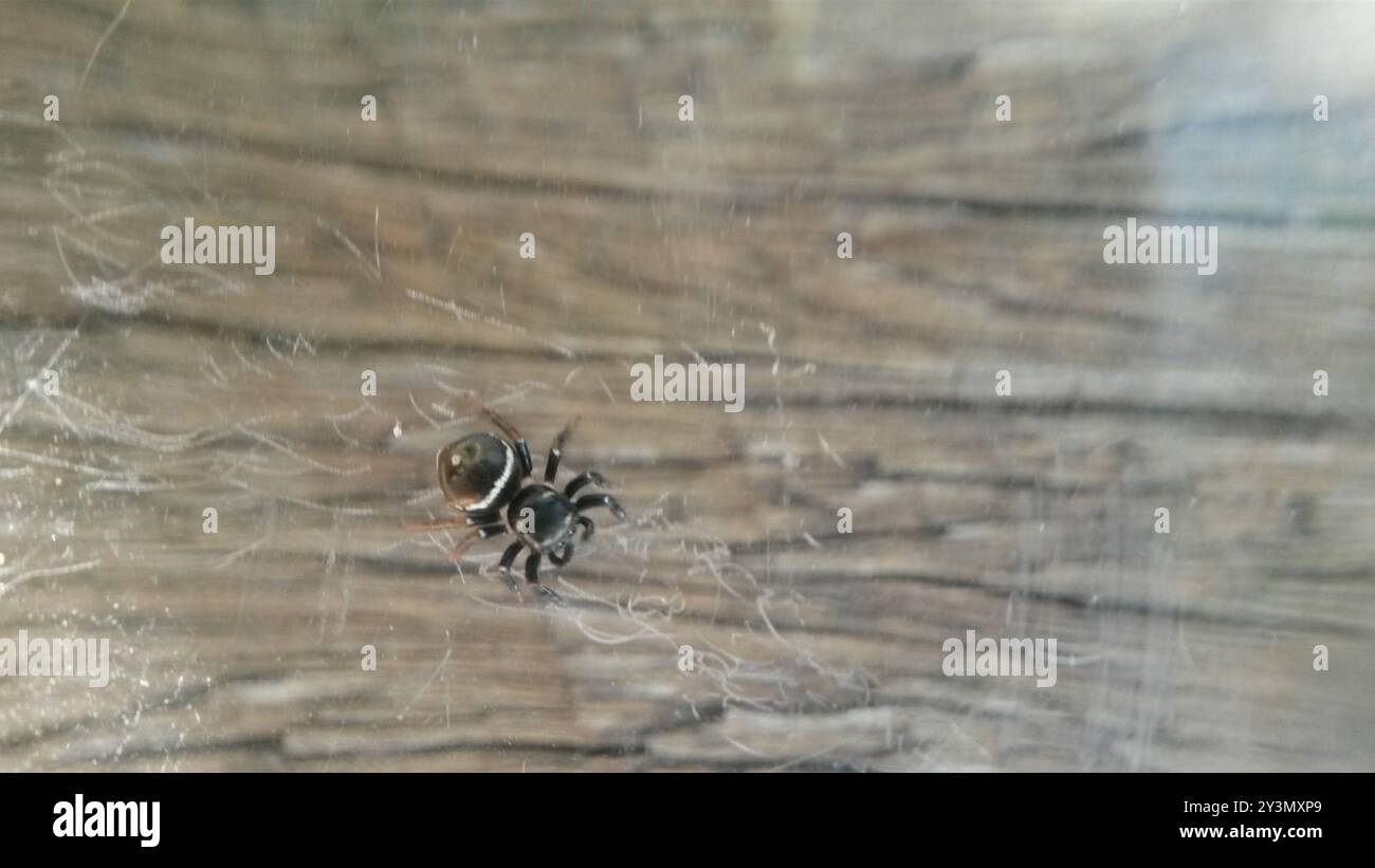 Ant-eater Jumping Spider (Zenodorus orbiculatus) Arachnida Stock Photo ...