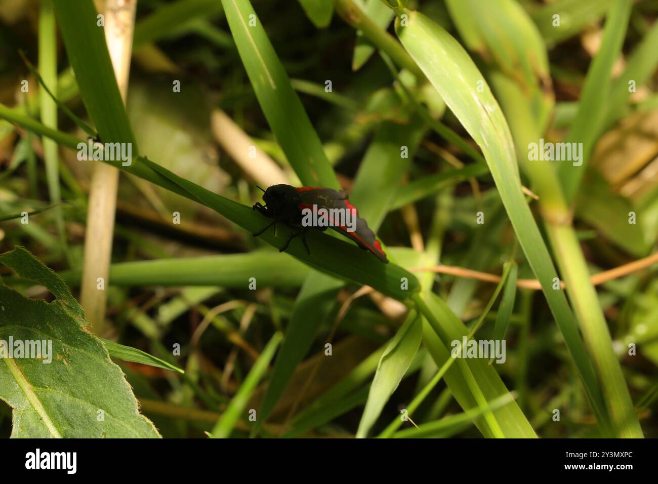Cinnabar moth (Tyria jacobaeae) Insecta Stock Photo - Alamy