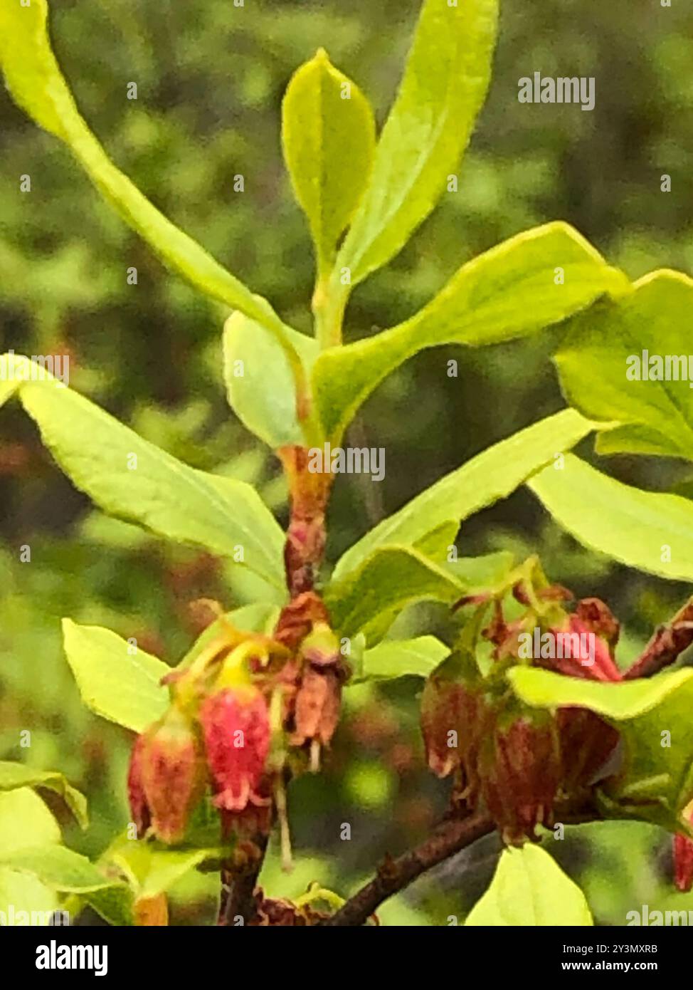 flowering plants (Angiospermae) Plantae Stock Photo - Alamy