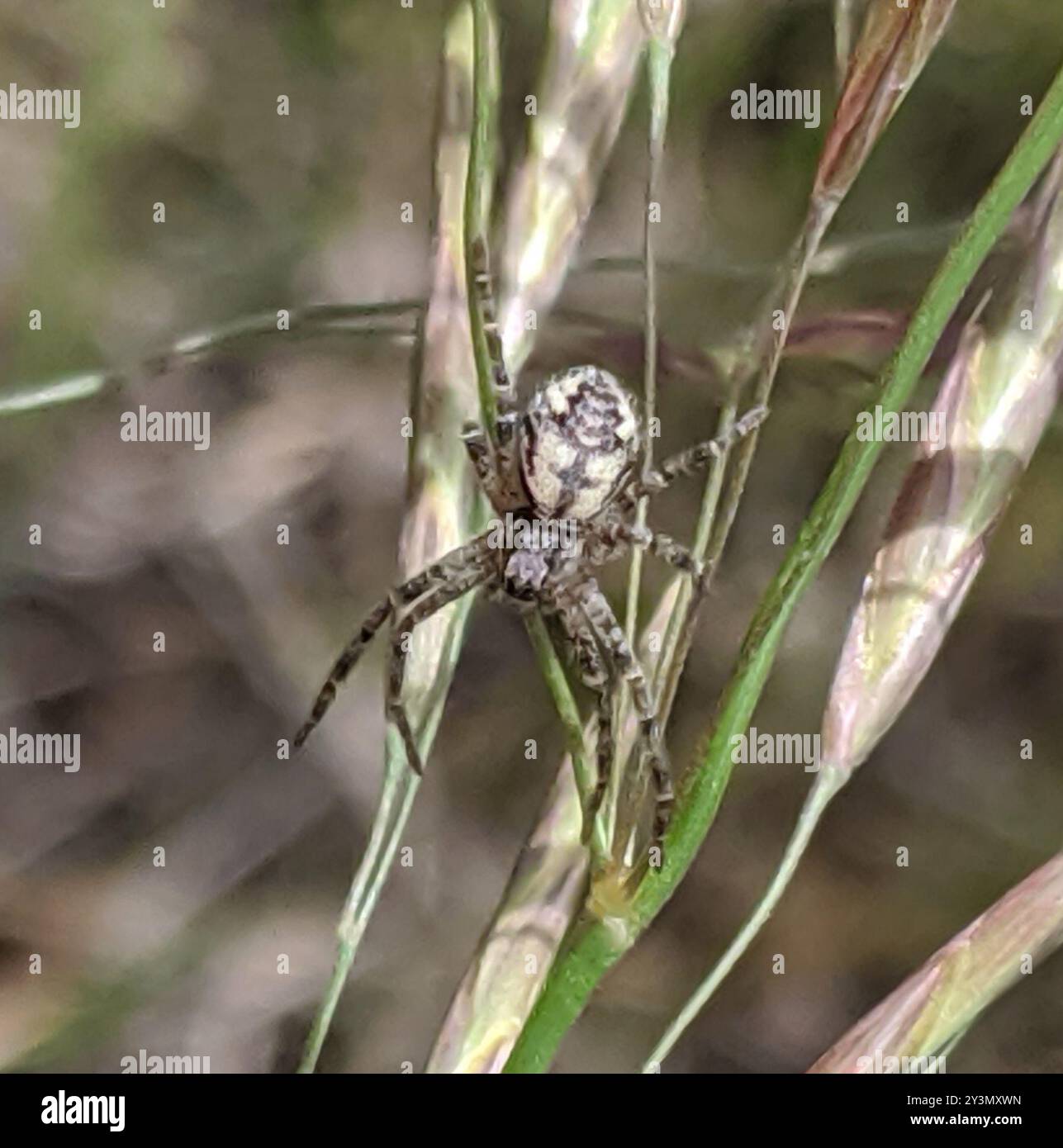 Running Crab Spiders (Philodromidae) Arachnida Stock Photo - Alamy