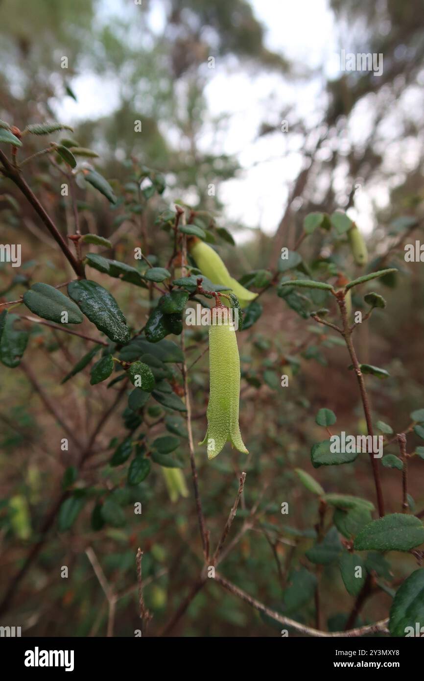 Common Correa (Correa reflexa) Plantae Stock Photo - Alamy