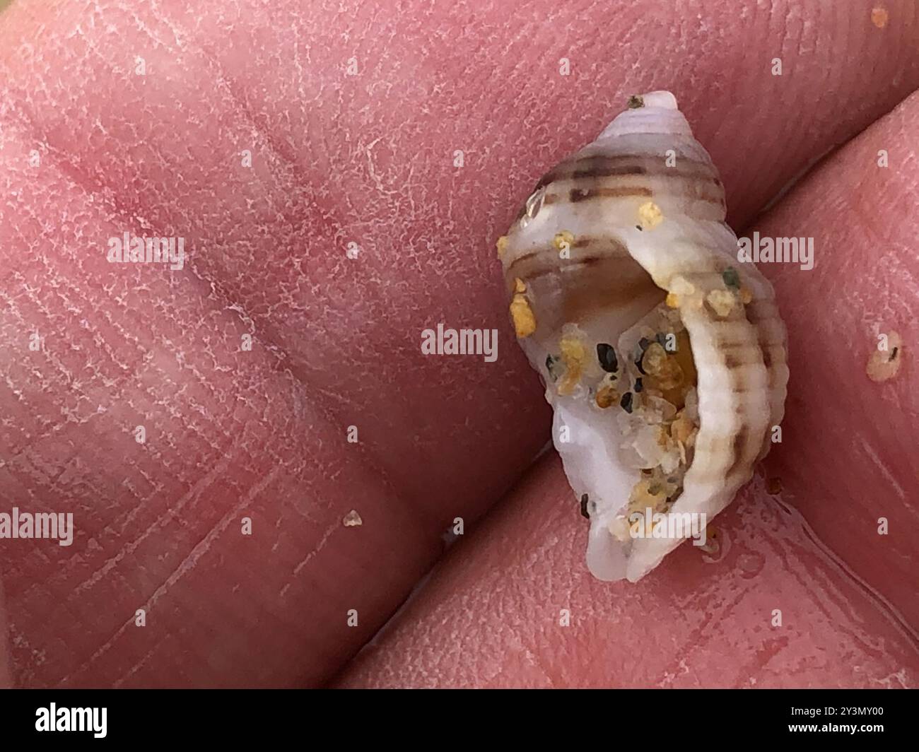 (Nucella analoga) Mollusca Stock Photo - Alamy