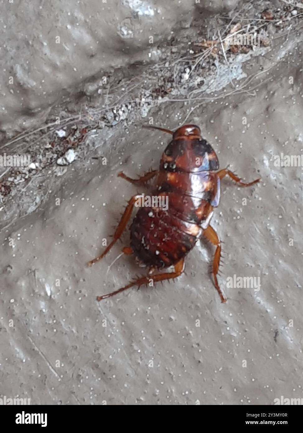 Australian Cockroach (Periplaneta australasiae) Insecta Stock Photo - Alamy