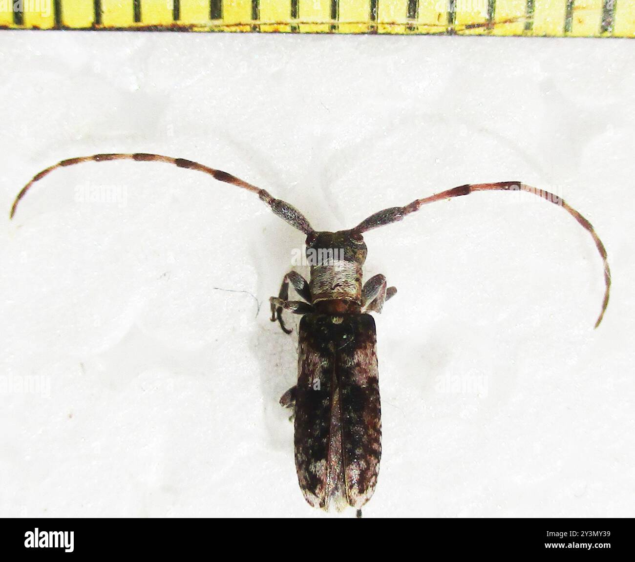(Eunidia spilotoides) Insecta Stock Photo - Alamy