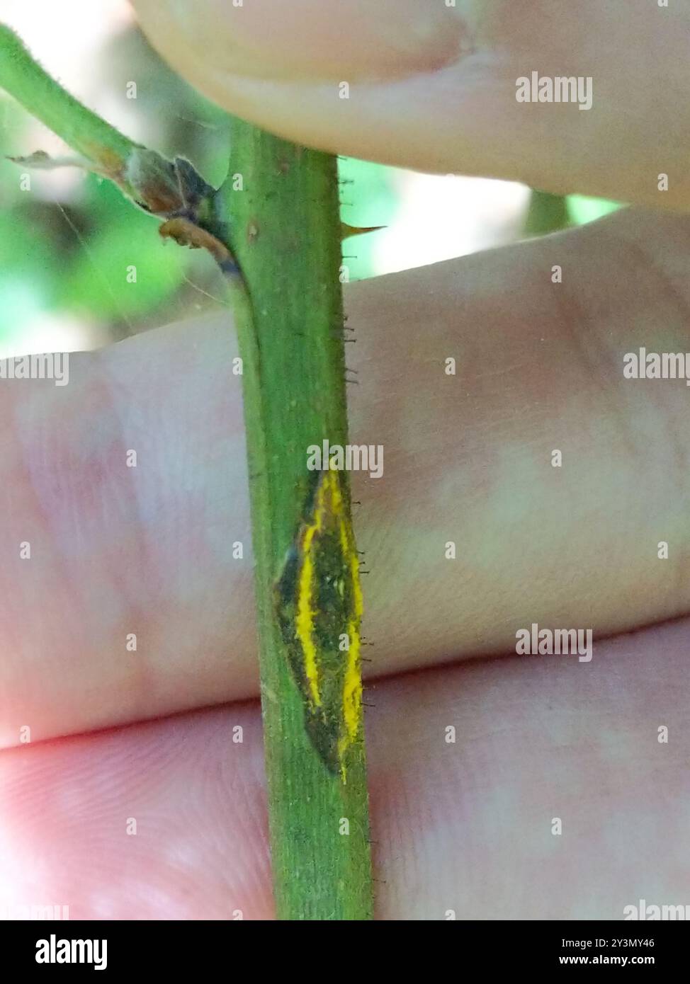 rust fungi (Pucciniales) Fungi Stock Photo - Alamy