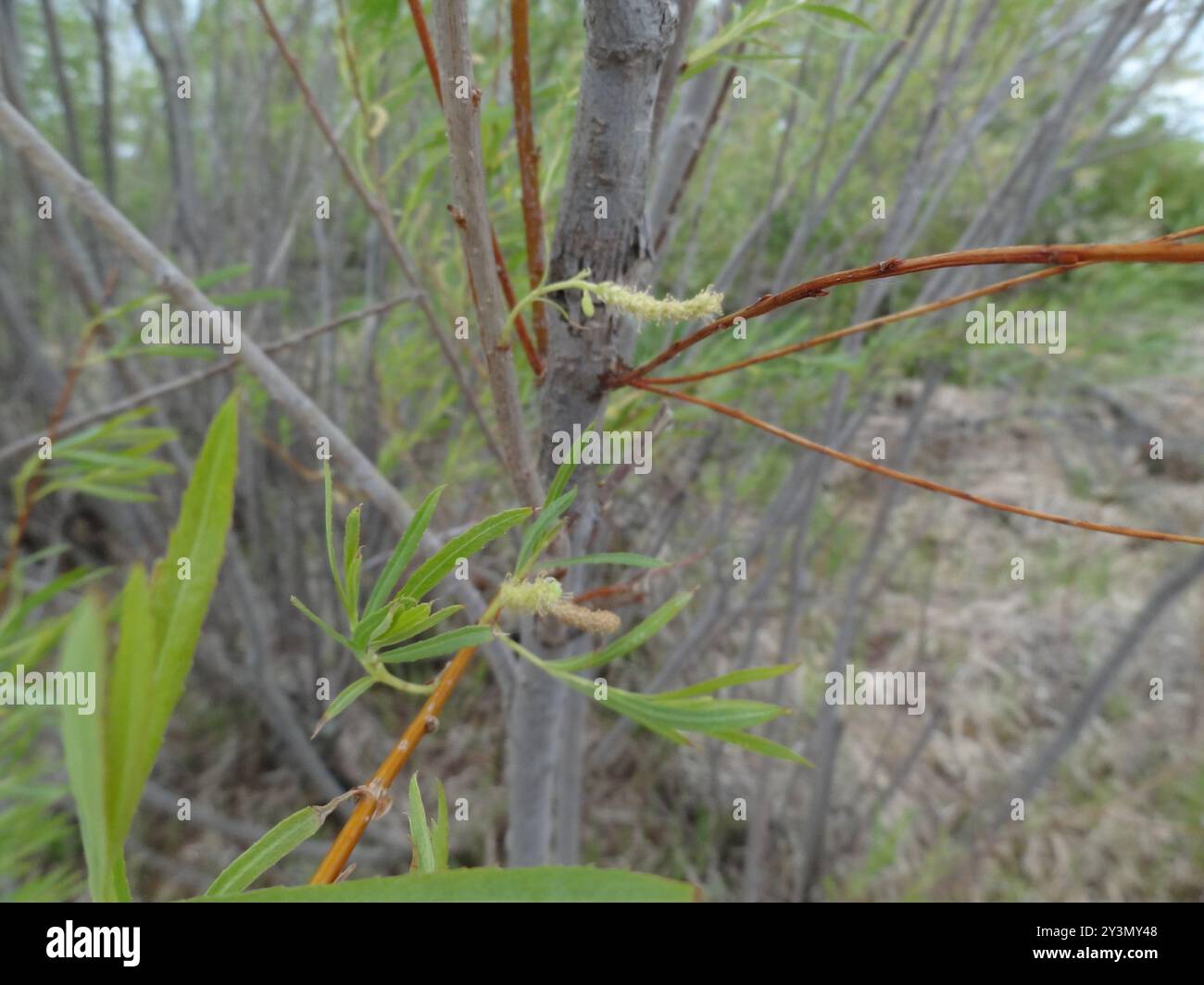 interior sandbar willow (Salix interior) Plantae Stock Photo - Alamy