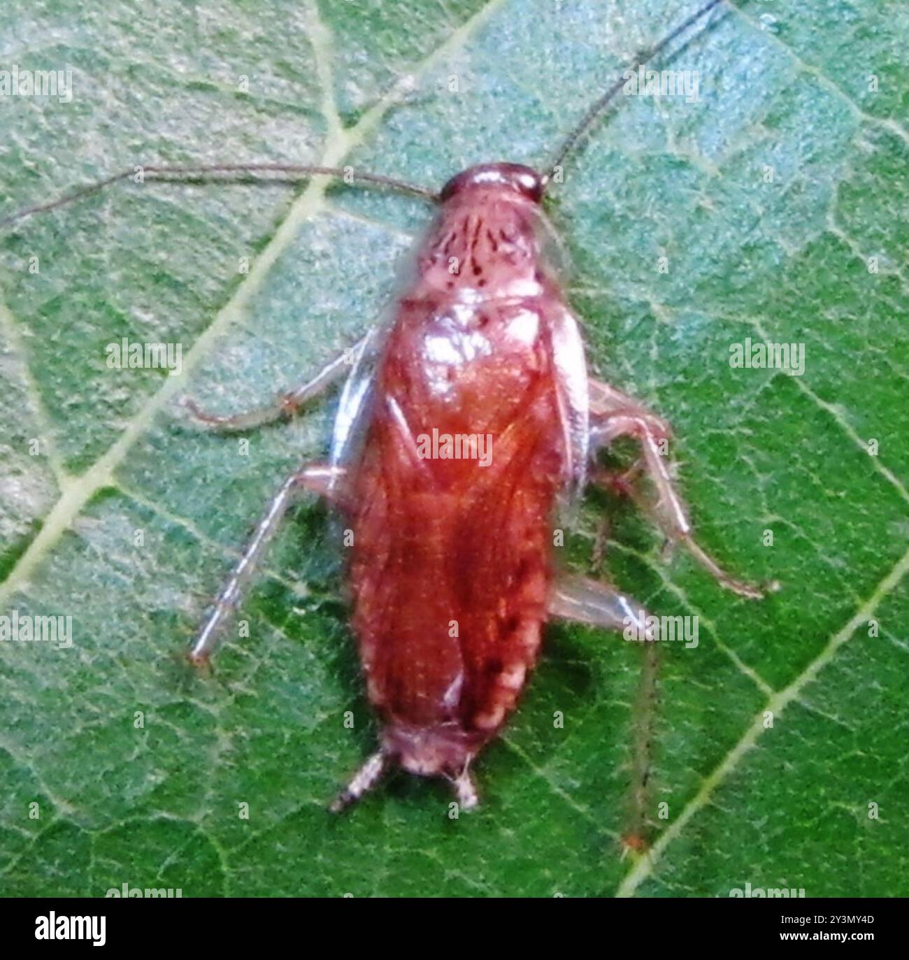 small yellow cockroach (Cariblatta lutea) Insecta Stock Photo - Alamy