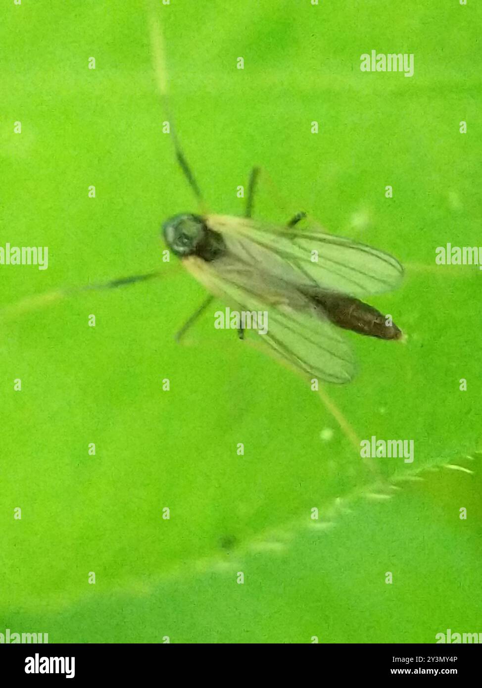 Non-biting Midges (Chironomidae) Insecta Stock Photo - Alamy