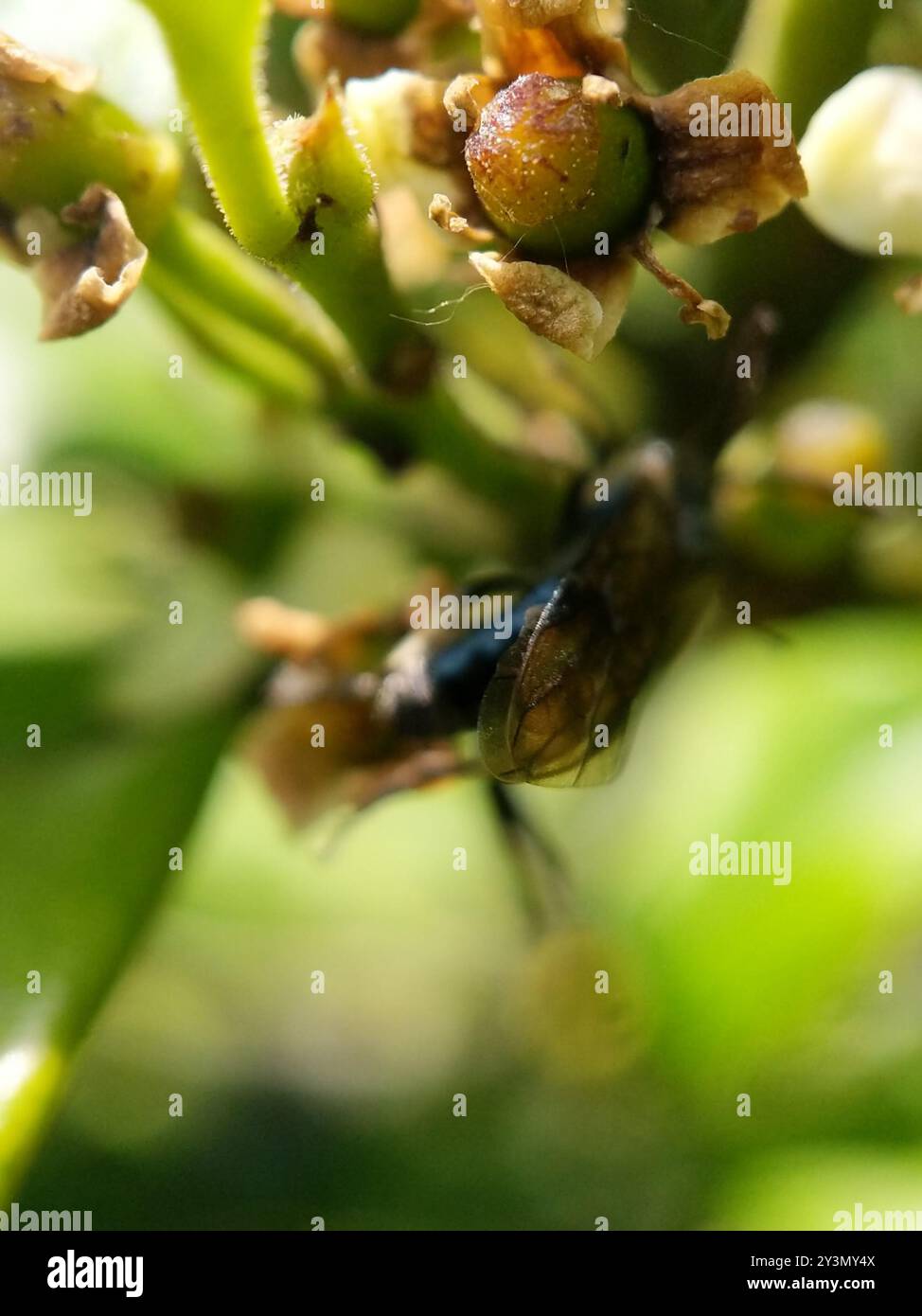 Ants, Bees, Wasps, and Sawflies (Hymenoptera) Insecta Stock Photo - Alamy