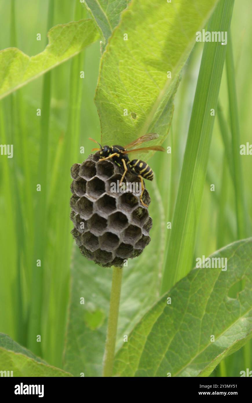 (Polistes nimpha) Insecta Stock Photo - Alamy