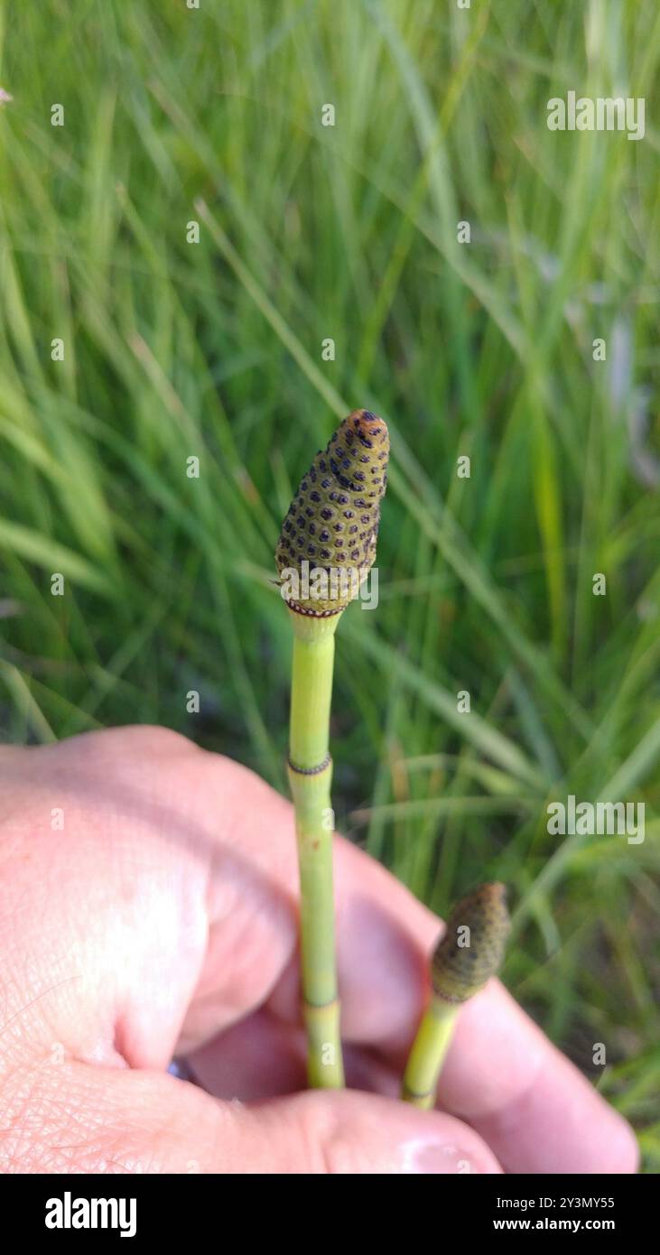 smooth horsetail (Equisetum laevigatum) Plantae Stock Photo - Alamy