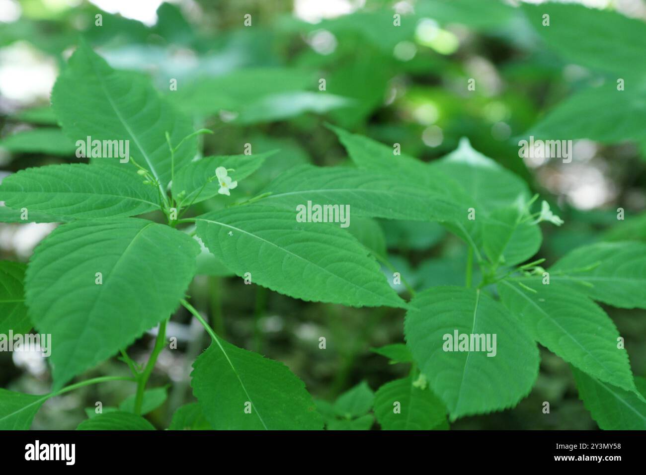 small balsam (Impatiens parviflora) Plantae Stock Photo - Alamy