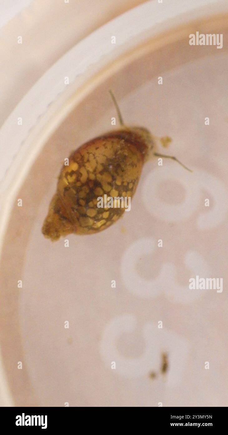 Acute Bladder Snail (Physella acuta) Mollusca Stock Photo - Alamy