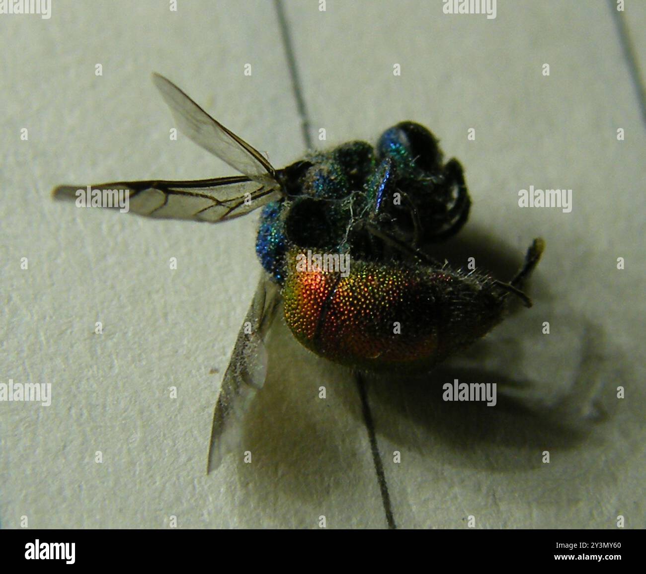 Ruby-tailed Cuckoo Wasps (Chrysis ignita) Insecta Stock Photo - Alamy