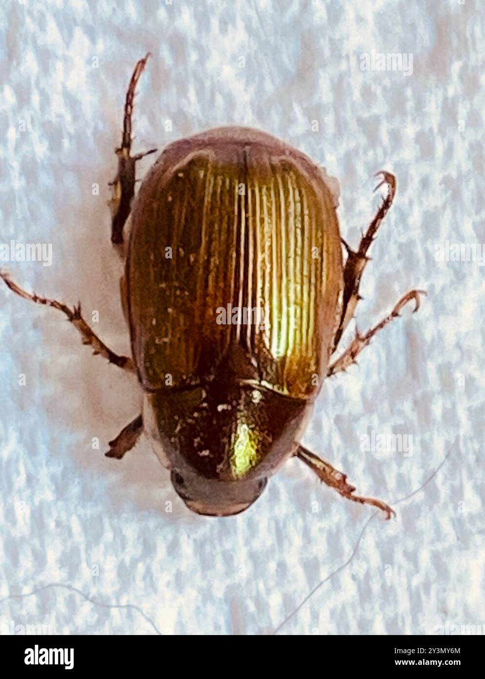 Margined Shining Leaf Chafer (Callistethus marginatus) Insecta Stock ...