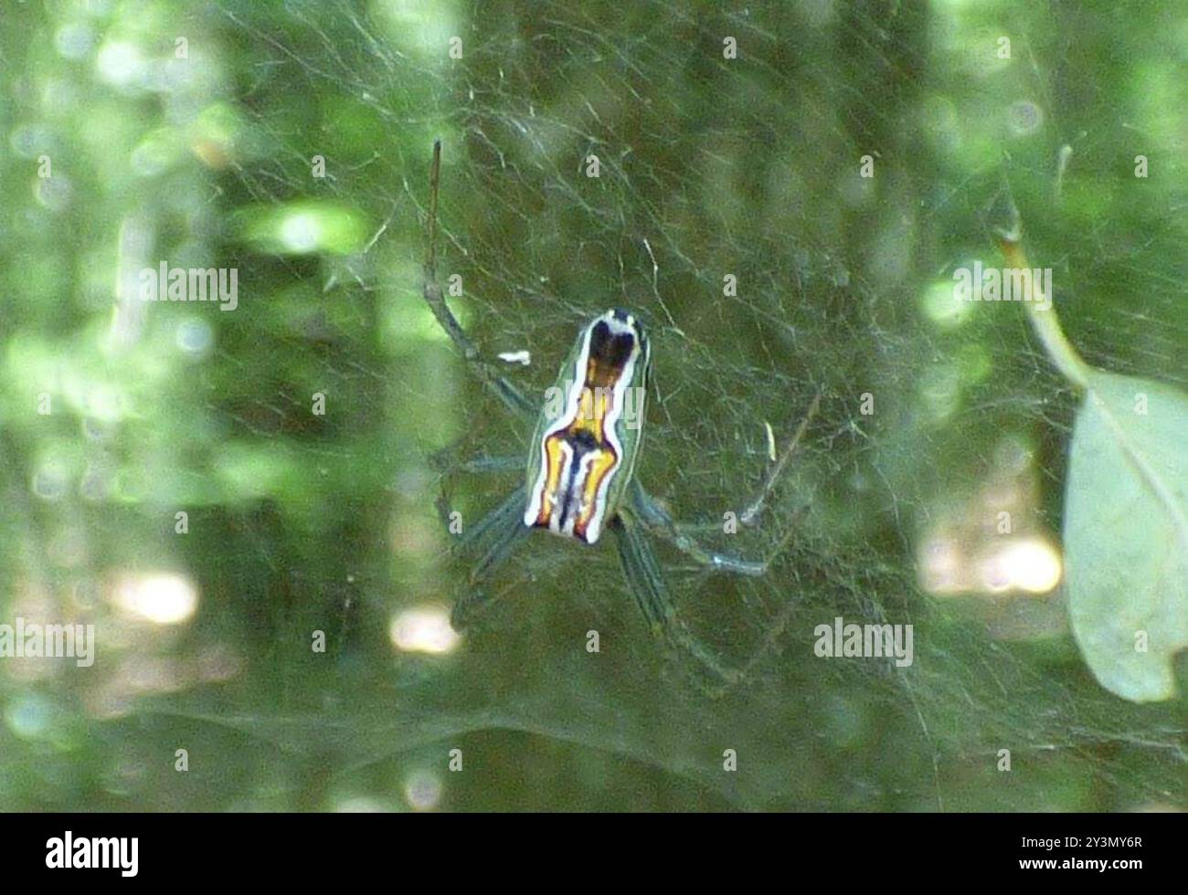 Basilica Orbweaver (Mecynogea lemniscata) Arachnida Stock Photo - Alamy