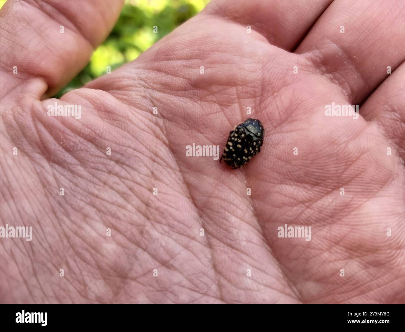 Mediterranean Spotted Chafer (Oxythyrea funesta) Insecta Stock Photo ...