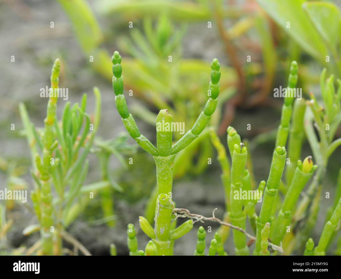 Common Glasswort (Salicornia europaea) Plantae Stock Photo - Alamy