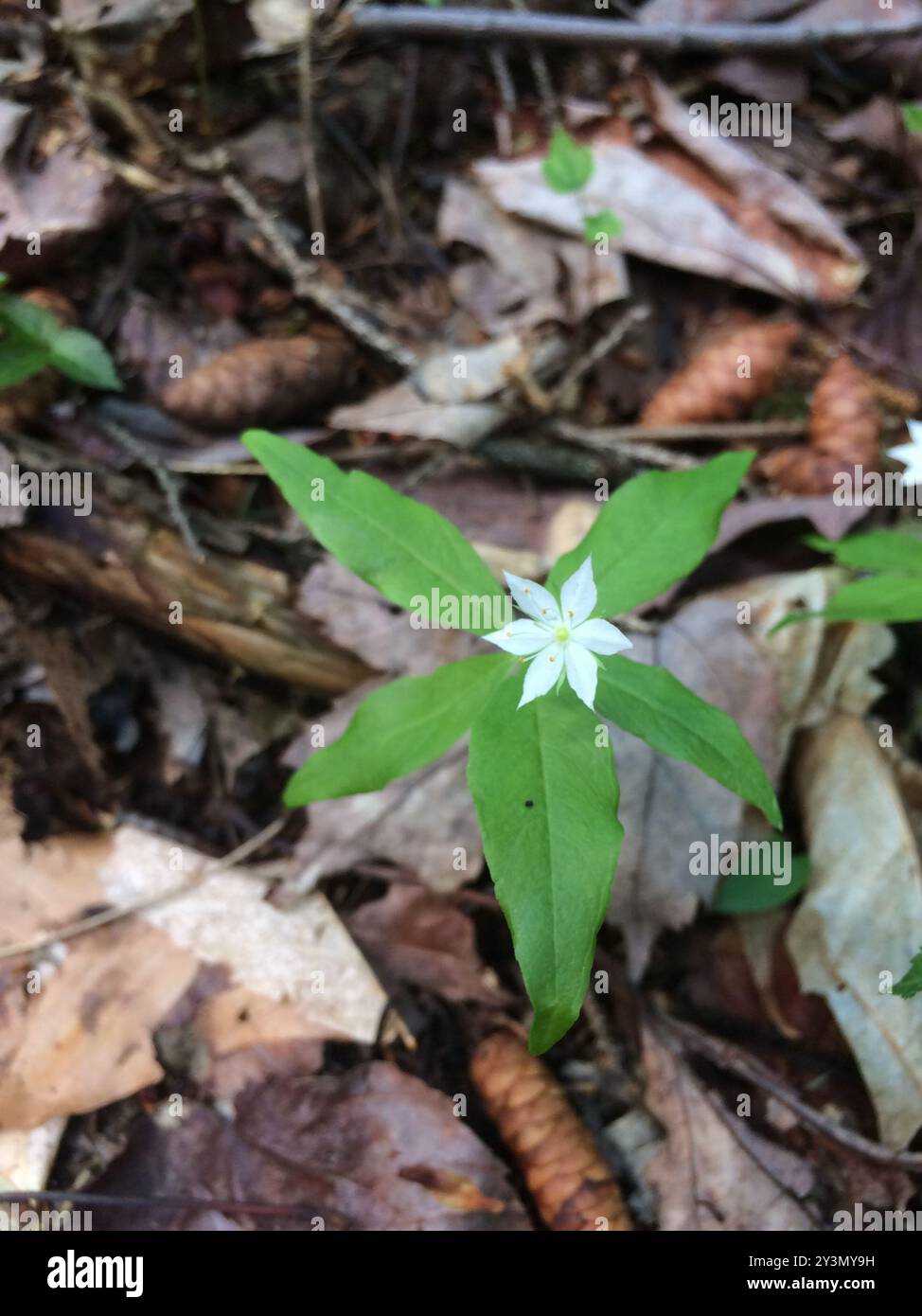 northern starflower (Lysimachia borealis) Plantae Stock Photo - Alamy