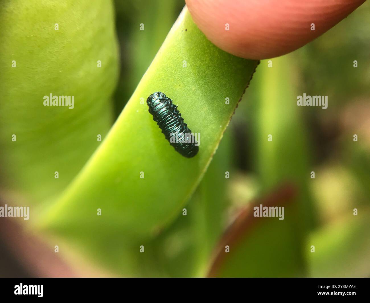 Coyote Brush Leaf Beetle (Trirhabda flavolimbata) Insecta Stock Photo ...