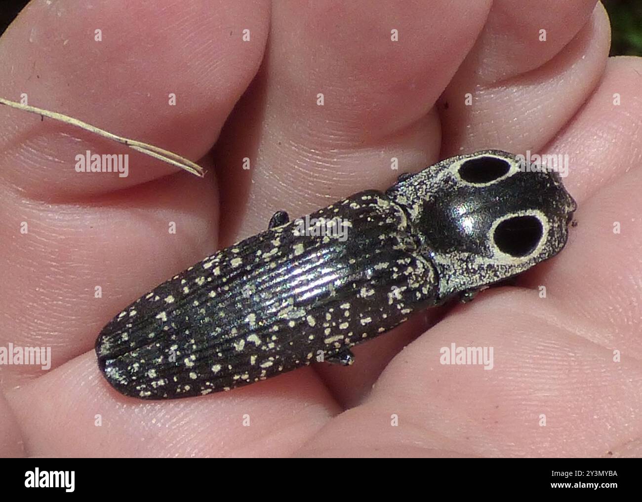 Eastern Eyed Click Beetle (Alaus oculatus) Insecta Stock Photo - Alamy
