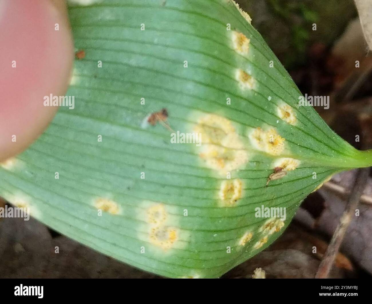 arum rust (Puccinia sessilis) Fungi Stock Photo - Alamy