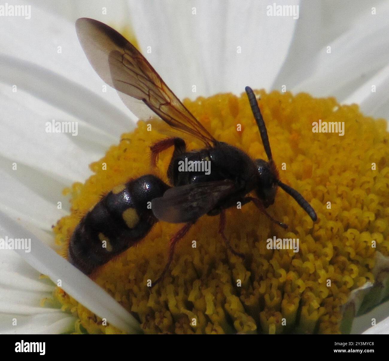 Noble Scoliid Wasp (Scolia nobilitata) Insecta Stock Photo - Alamy