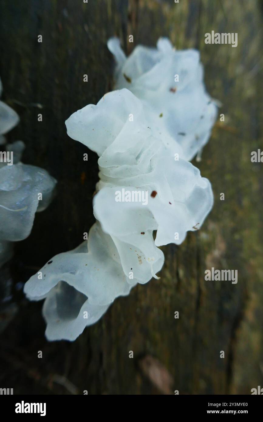 snow fungus (Tremella fuciformis) Fungi Stock Photo - Alamy