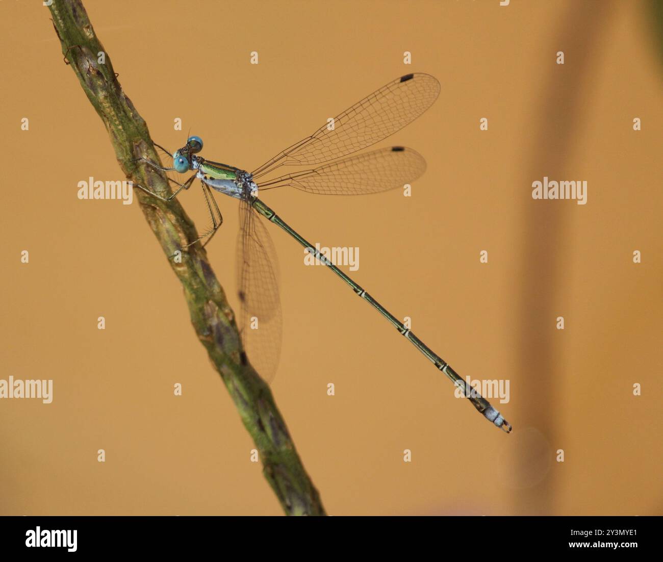 Lestes elatus hi-res stock photography and images - Alamy