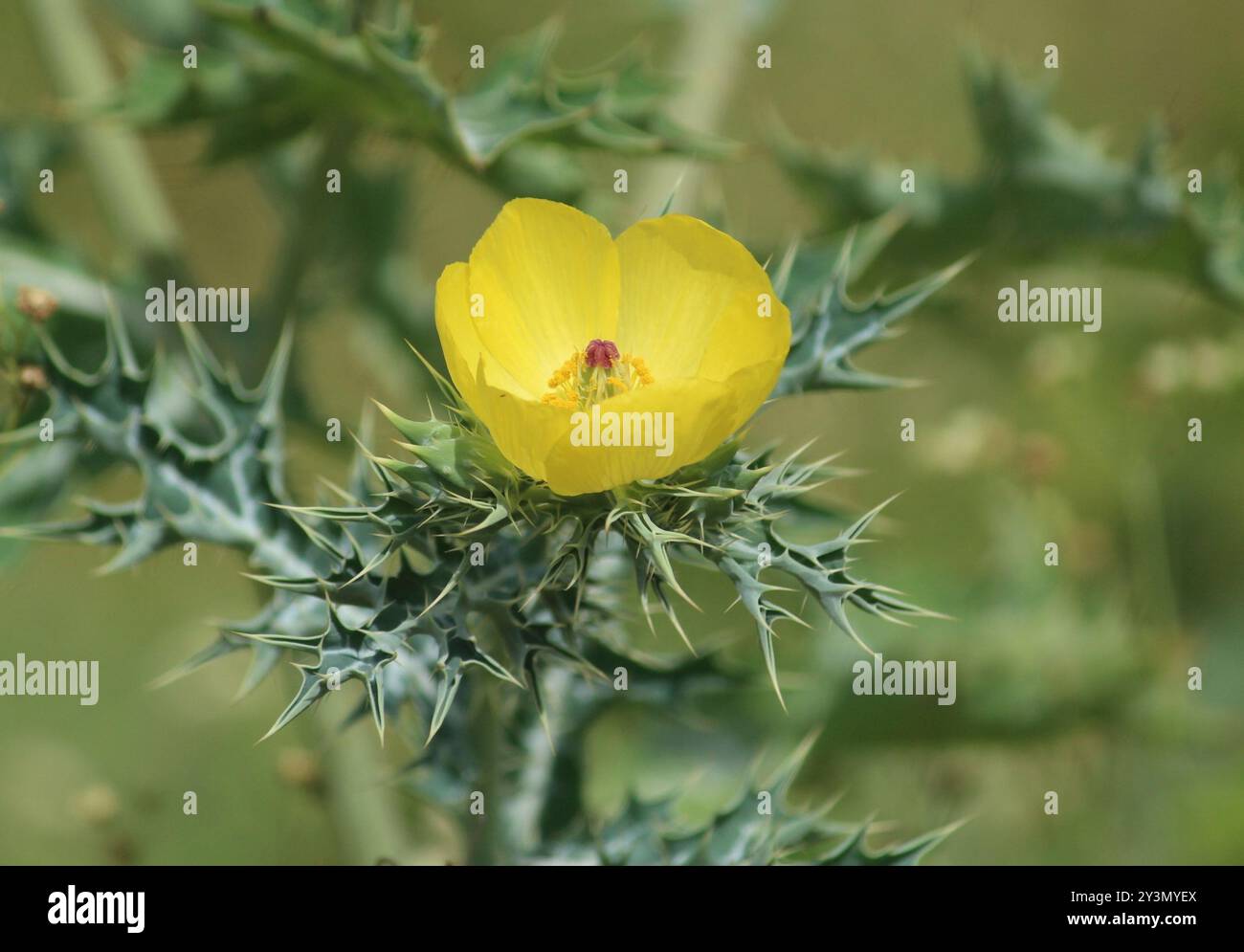 Mexican prickly poppy (Argemone mexicana) Plantae Stock Photo - Alamy